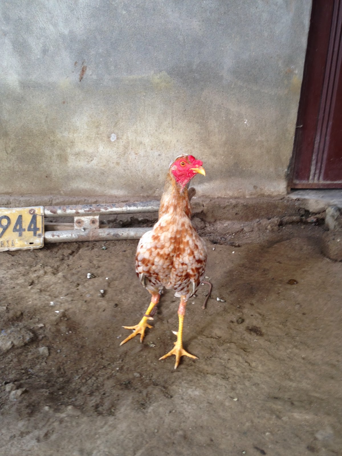 gallos finos 1200c40: gallino cenizo copeton 9 meses